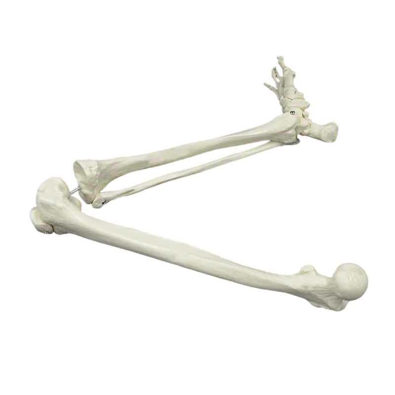 Adult-Size-Lower-Limb-Model-Skeleton-Anatomy-Leg-Bone-with-Hip-Femur ...