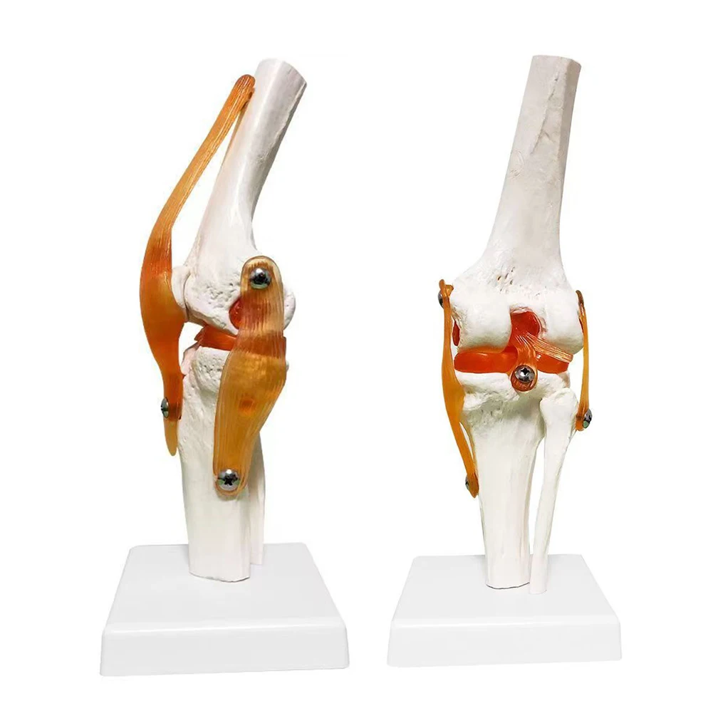 1-1-Lifesize-Adult-Human-Knee-Joint-Anatomy-Model-Medical-Science ...