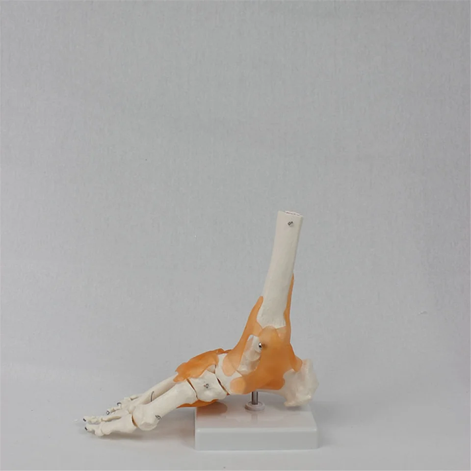 Buy LVCHEN Anatomical Foot Model With Ligaments - Life Size Ankle Joint ...