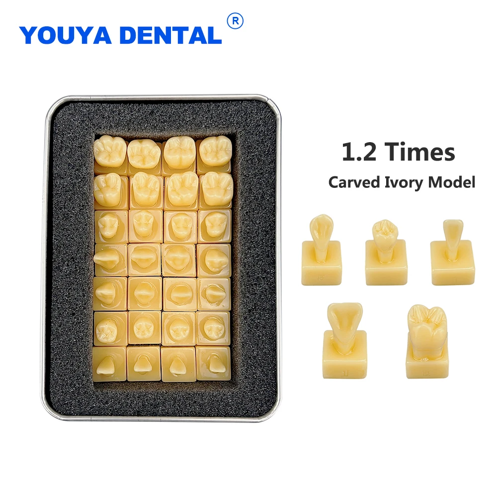 28pcs Dental Teeth Model 1.2 Times Carved Ivory Model With Tooth ...