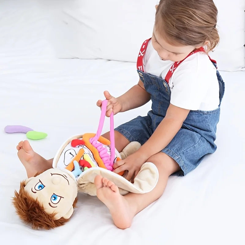 Human-Body-Anatomy-Toy-Montessori-Preschool-Educational-Organ-Plush ...