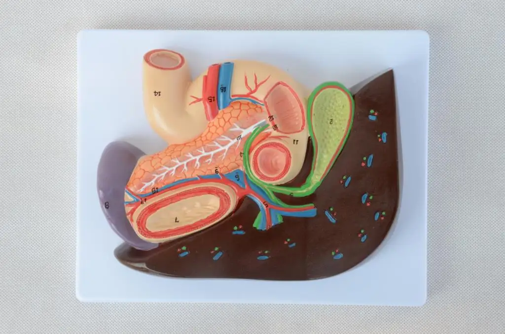 hepatobiliary pancreas duodenum stomach structure gastroenterology ...