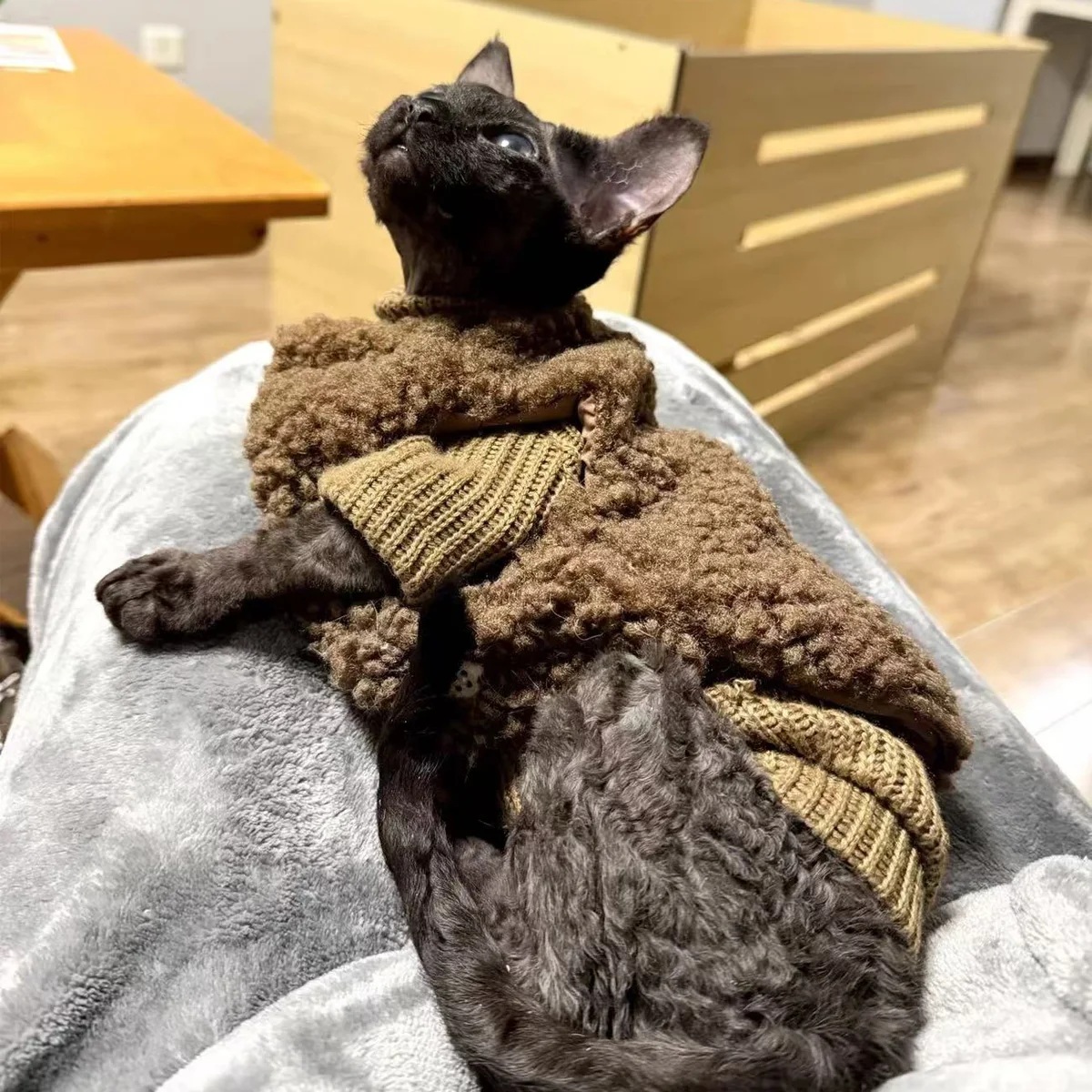 Warm Sweater with Vest for Sphynx Cat Clothing Winter Thick Long ...