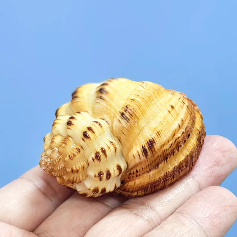 Drupa rubusidaea Hermit Crab Replacement Shell Natural Conch Shell ...