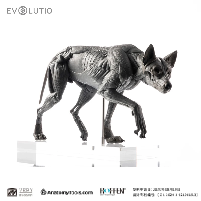 Fox Anatomy For Artists