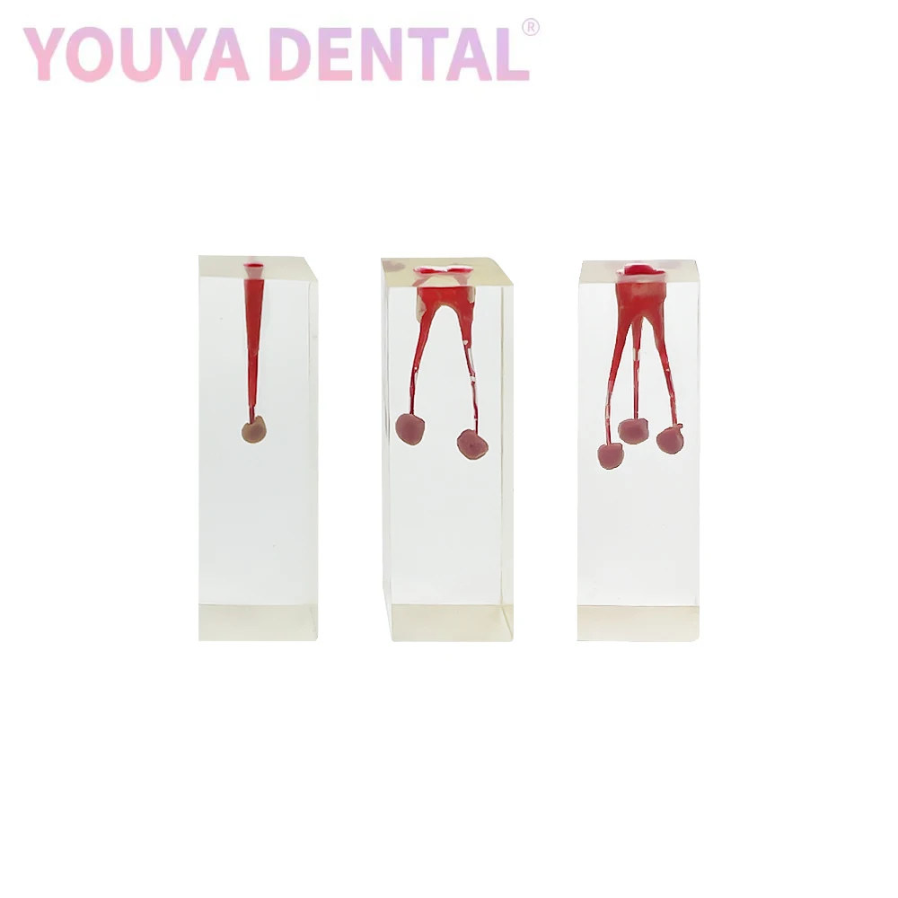 1Pcs-Dental-Endo-Root-Canal-Teeth-Model-Practice-Block-RCT-Pulp-Cavity ...