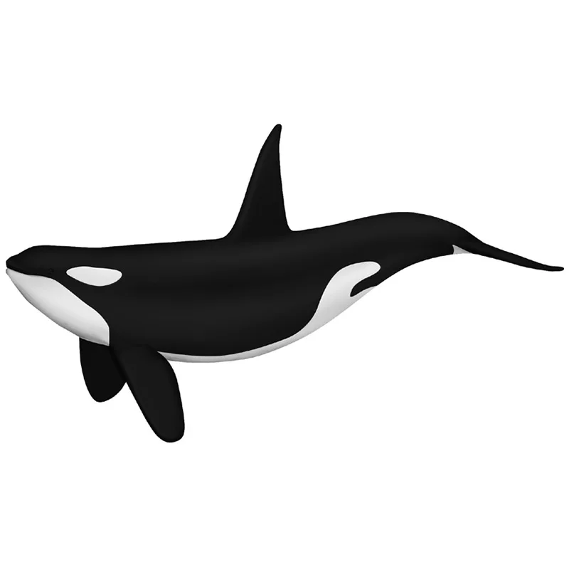 4D-Vision-Orca-Anatomy-Model-Ocean-Animal-Whale-Puzzle-Assembling-Model ...