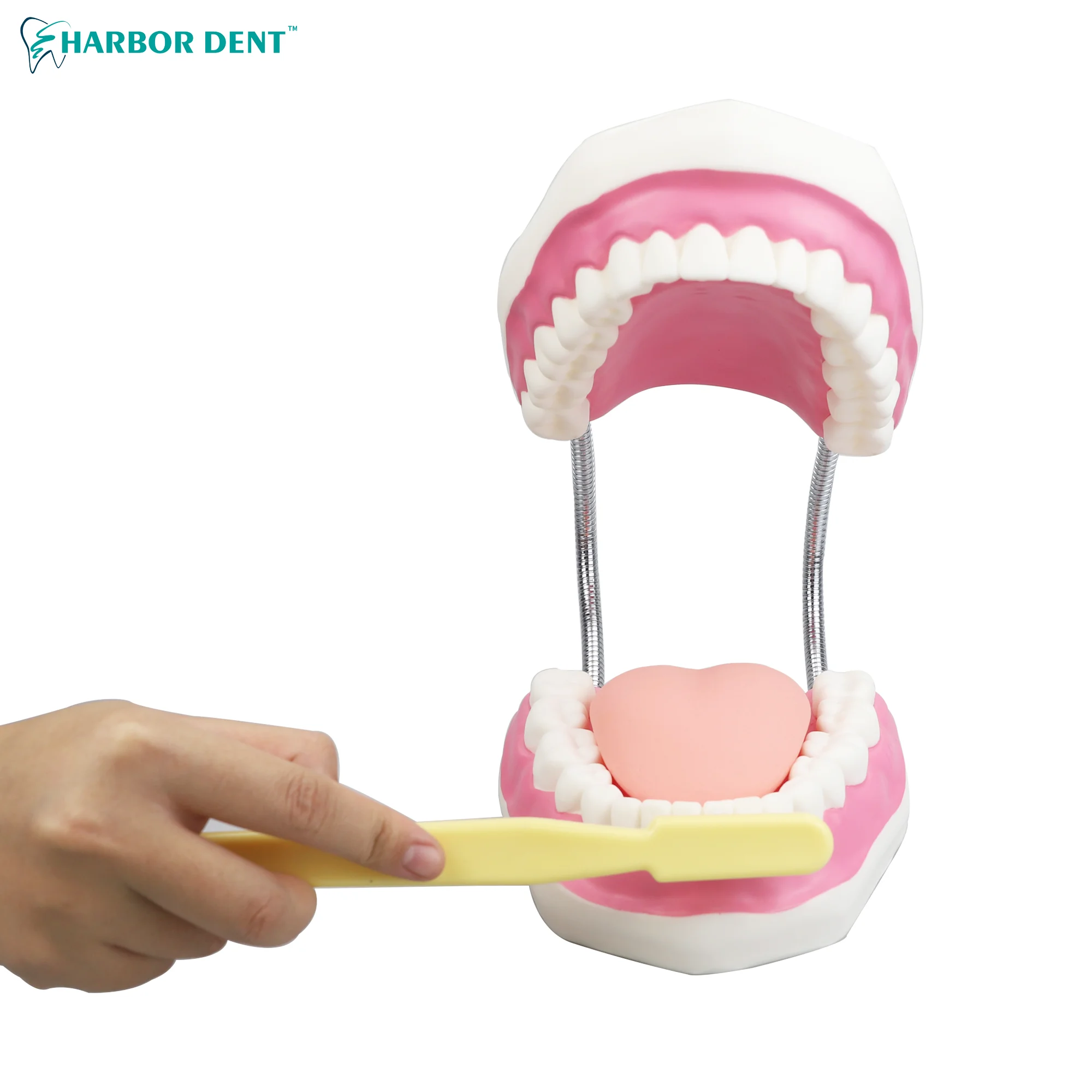 Tooth Model Teaching Toothbrush Dental Advanced Demonstration Education ...