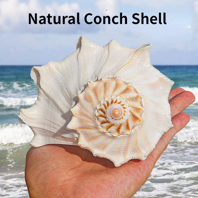 Natural Conch Shell Home Collection Decoration Fish Tank Landscape ...