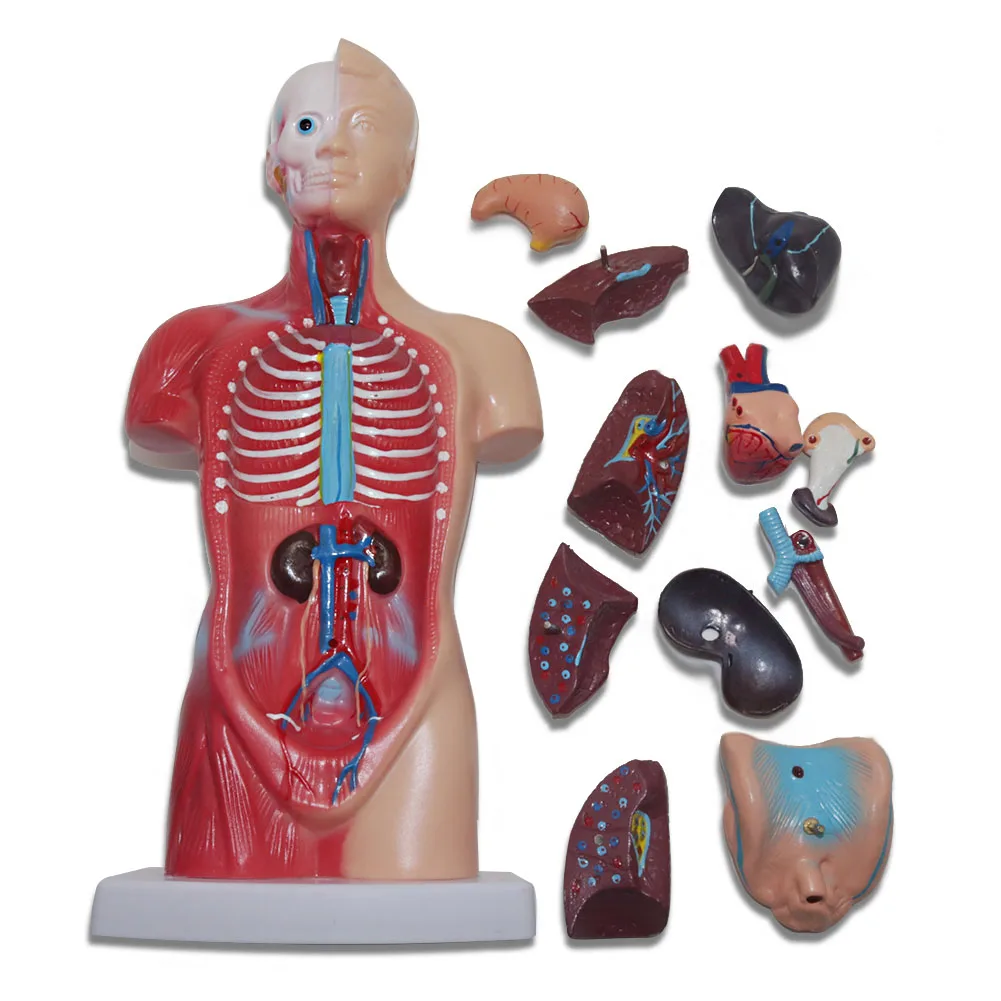 28cm-Human-Trunk-Anatomy-Model-High-Trunk-Teaching-Model-Human-Teaching ...