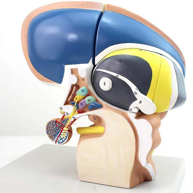 Thalamus Brain Model