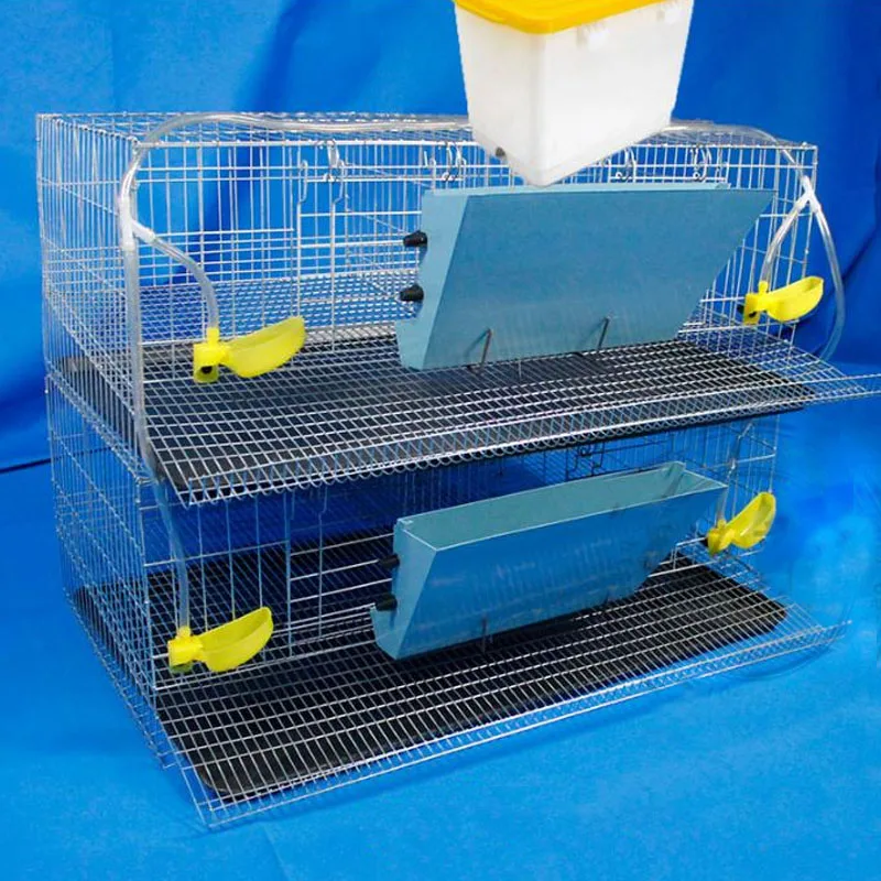 Whole-Large-Family-Farm-quail-chick-birds-Partridge-pigeon-parrot-egg ...