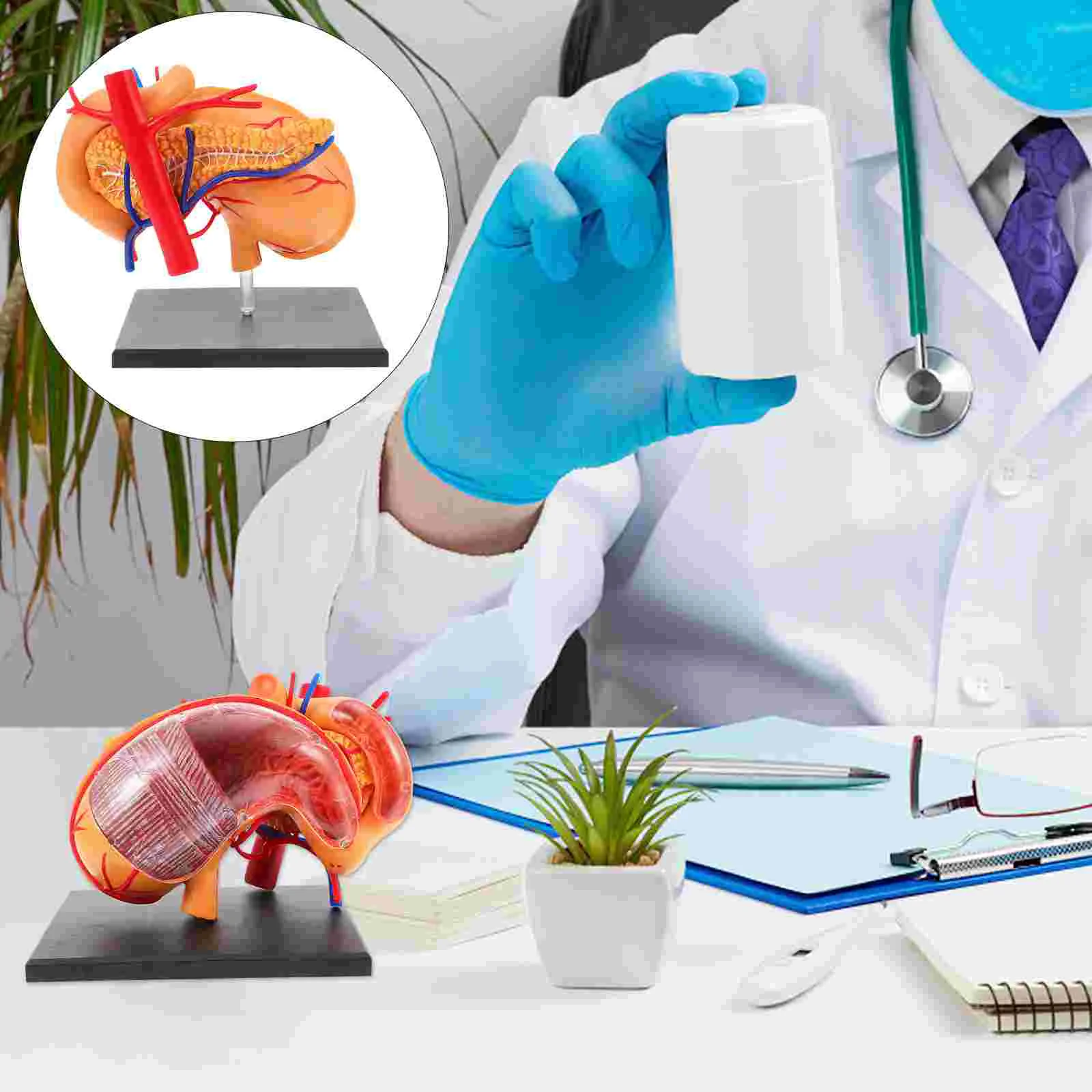 Human Body Organ Anatomy Model Toddler Models Medical Practice Tools ...