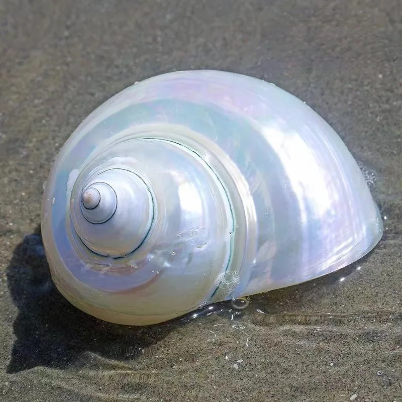 Polished-White-Jade-Turbo-Sea-Shell-Hermit-Crab-Replacement-Shell-beach ...