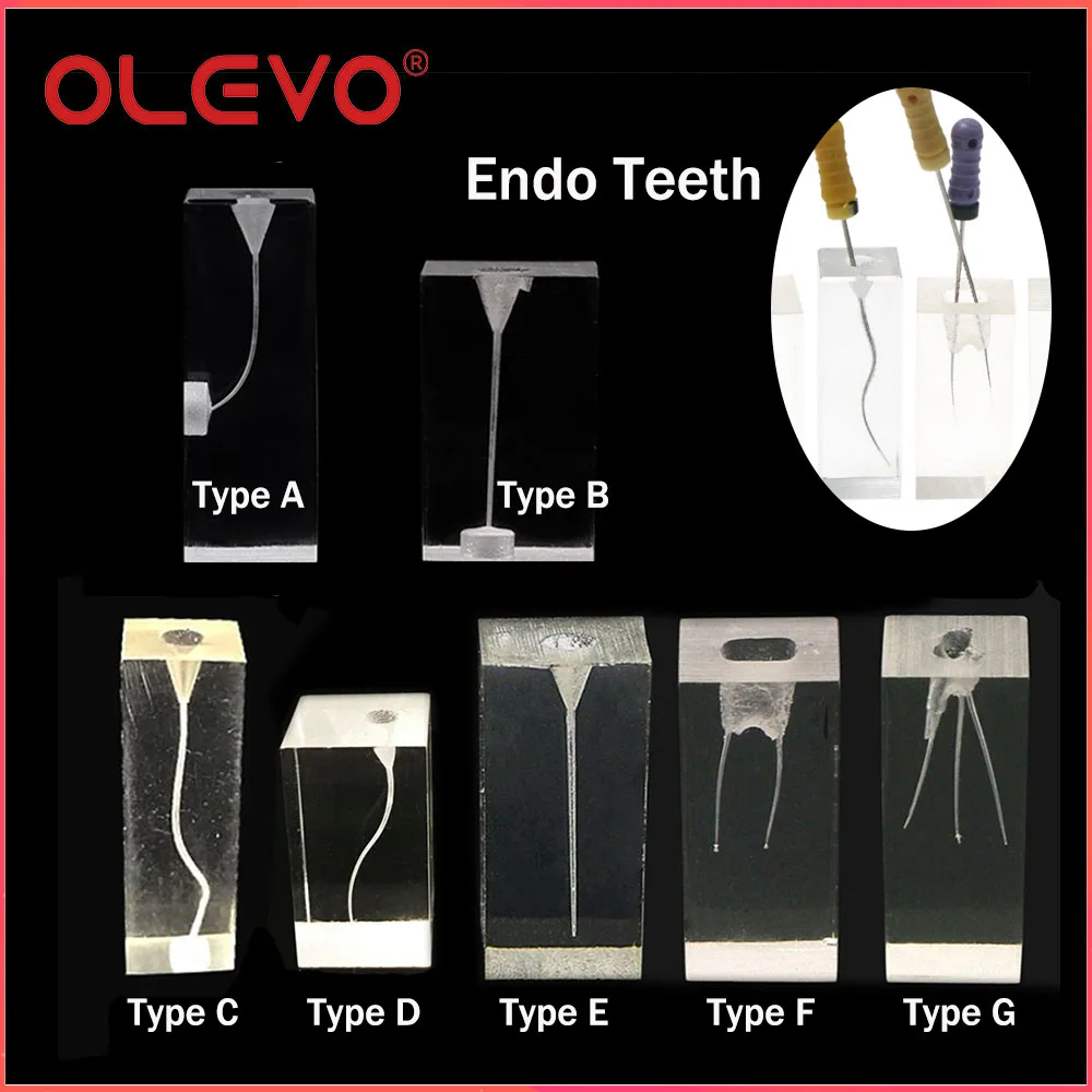 OLEVO-Endo-Teeth-Dental-Root-Canal-Practice-Block-Study-Model-RCT-Pulp ...