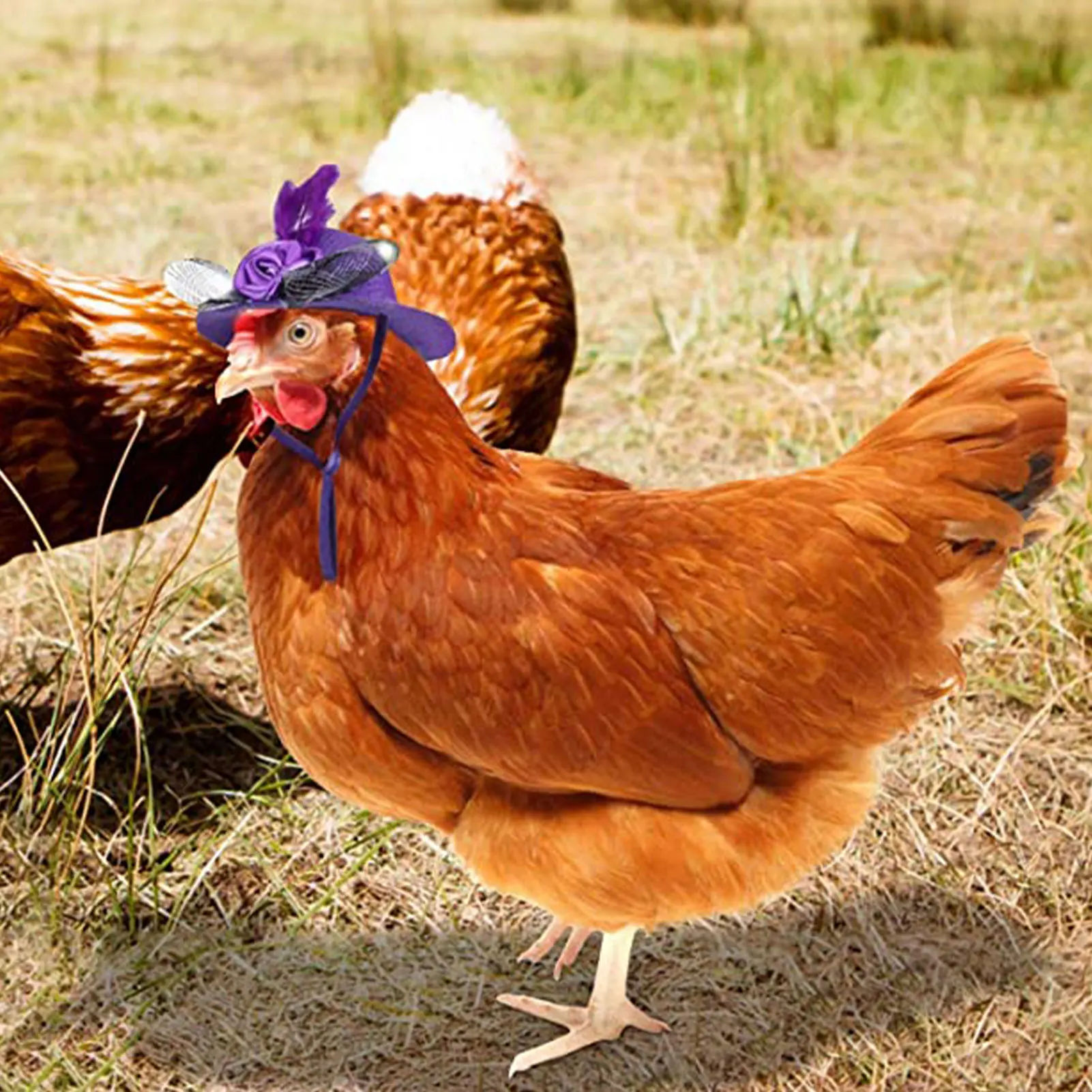 Chickens In Hats