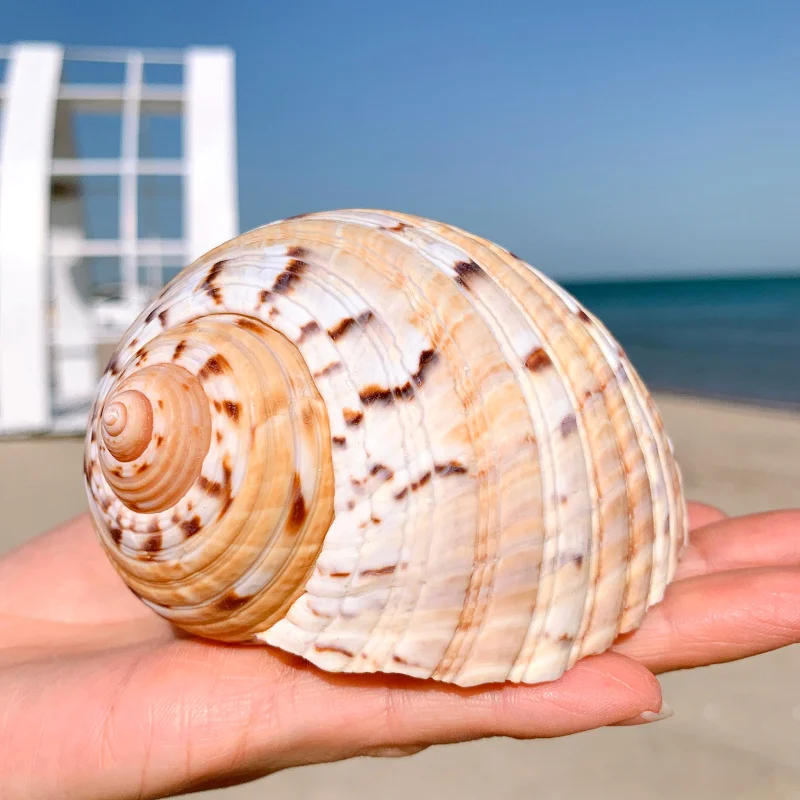 Harpa Harpa Natural and Authentic Shell and Conch Decorations Fish Tank ...