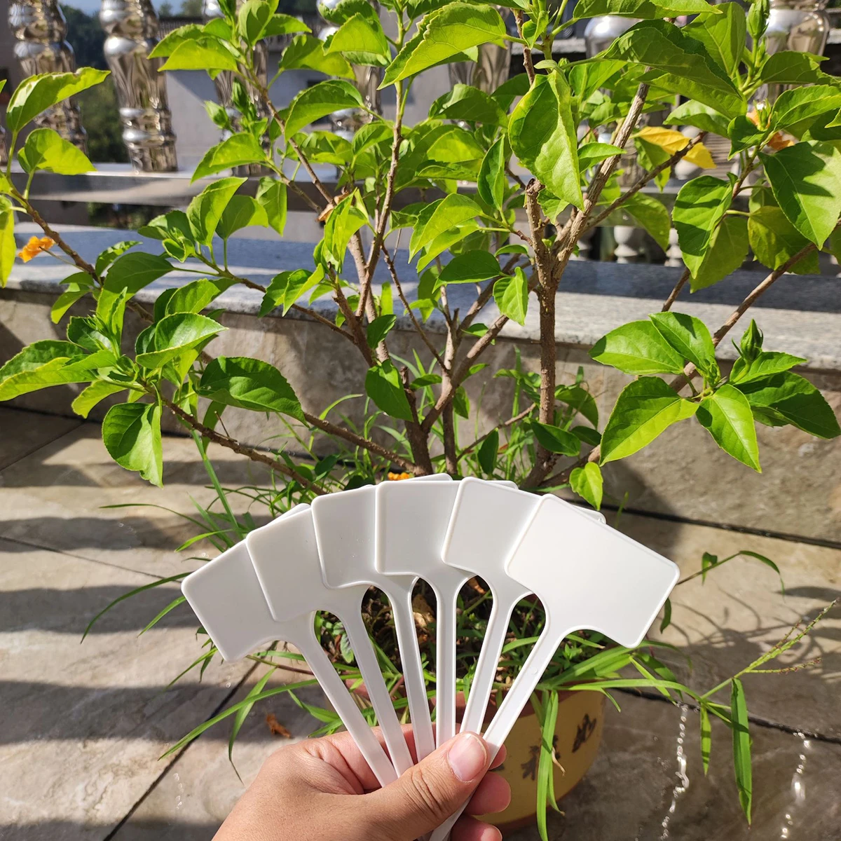 10Pcs planting plant label potted gardening classification label ...