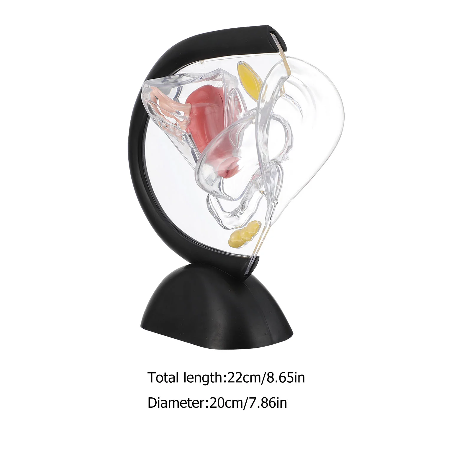 Transparent Uterus Model Women Organ Structure Medical Teaching Tool ...