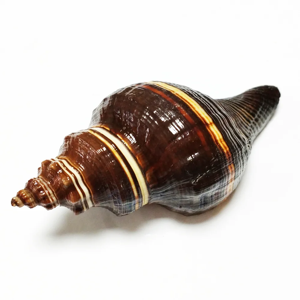 Black-Indian-Crown-Conch-Large-Natural-Giant-Melongena-Real-Seashell ...