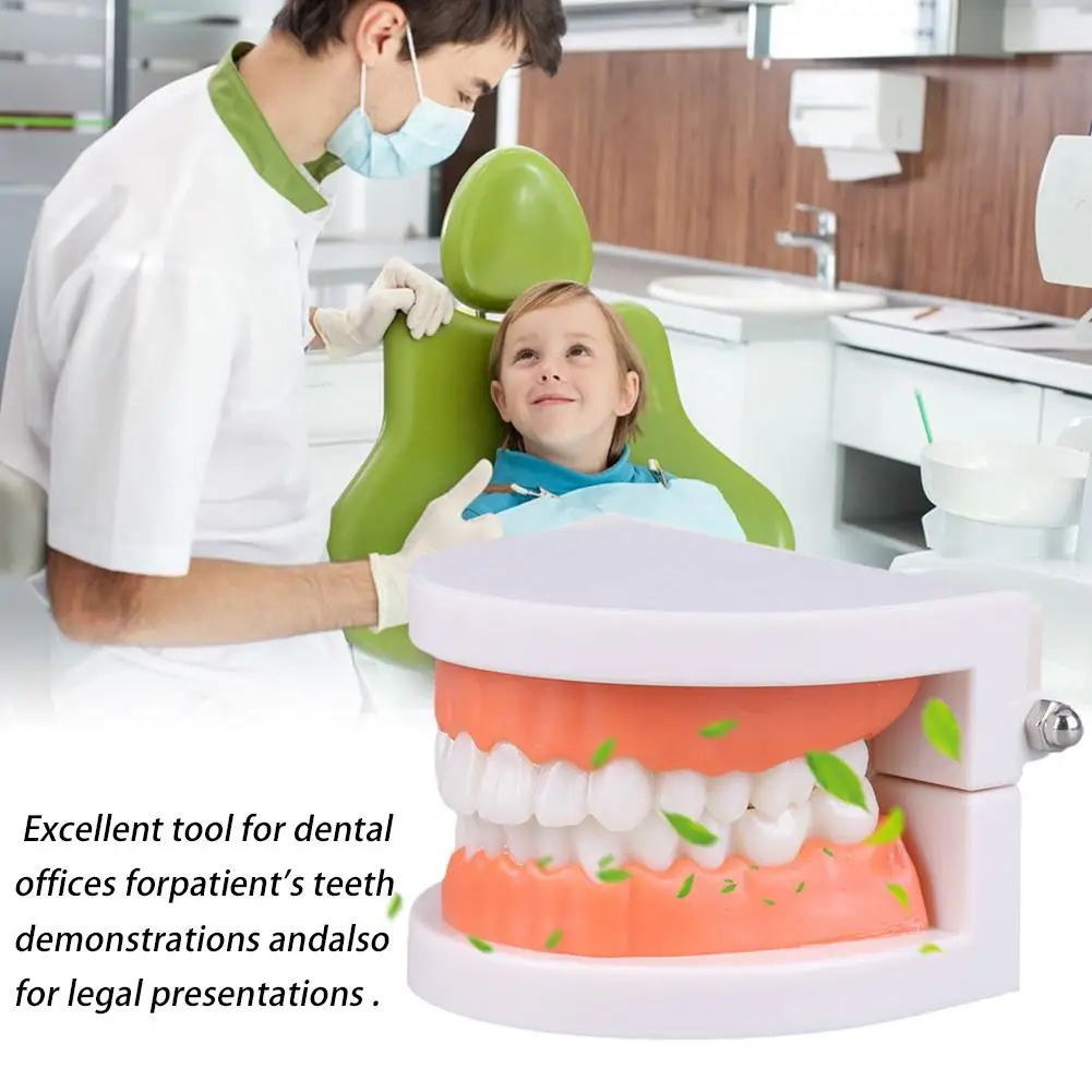 Padr-o-Dental-Ensino-Modelo-Dentes-Demonstra-o-Estrutura-Ferramenta-de ...