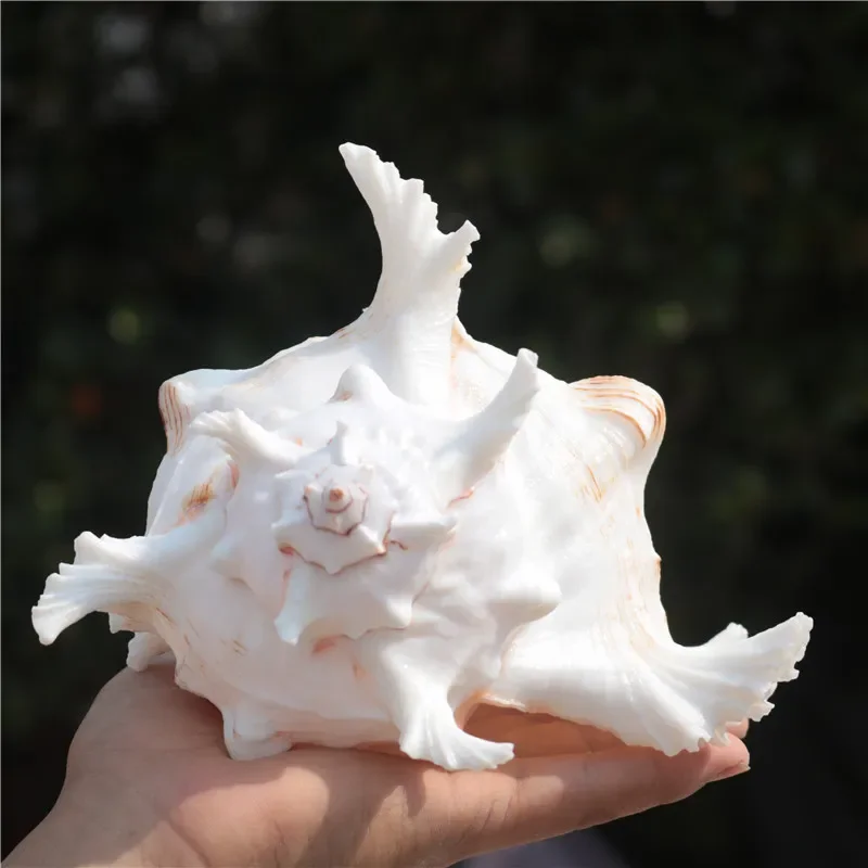 Giant White Conch Shell