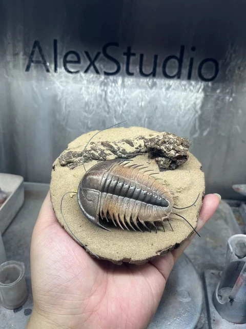Trilobite Painting
