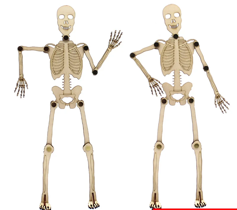 Skeletal System No Labels