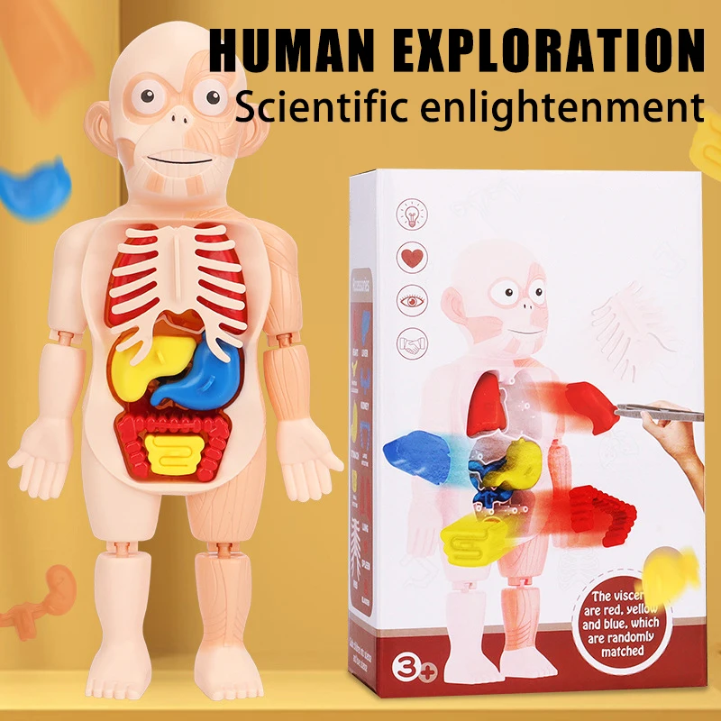 Children's Montessori 3D Puzzle Human Body Anatomy Model Educational ...