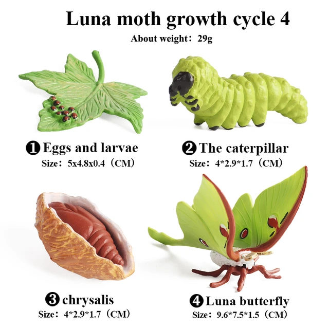 Luna Moth Life Cycle