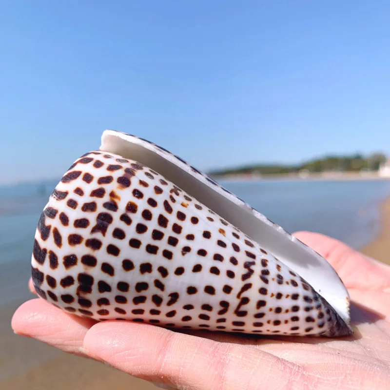 Natural Alaphbet Cone Shell Real Conch Black Spot Cone Shape Sea Shells ...