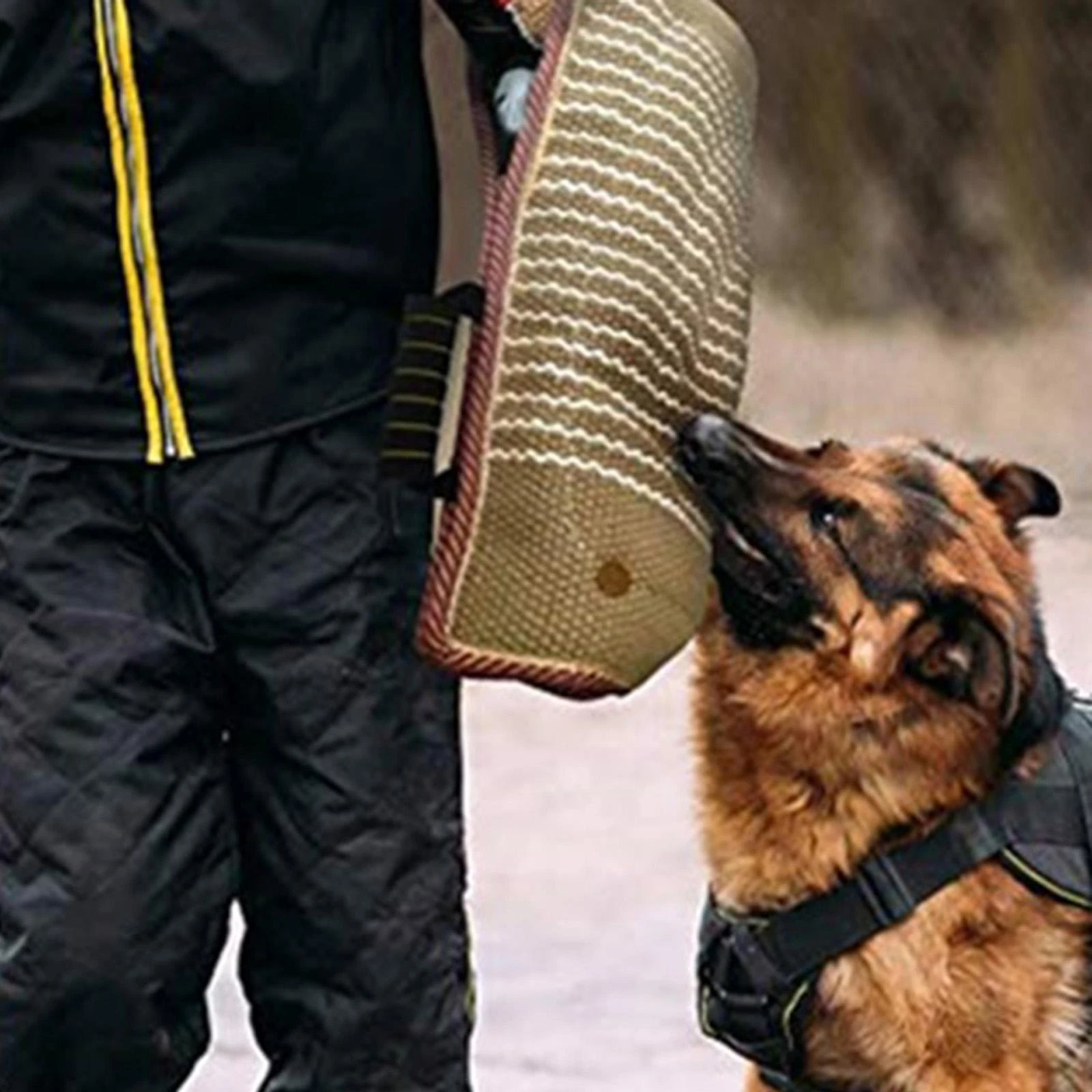 How Much Do Protection Dog Trainers Make
