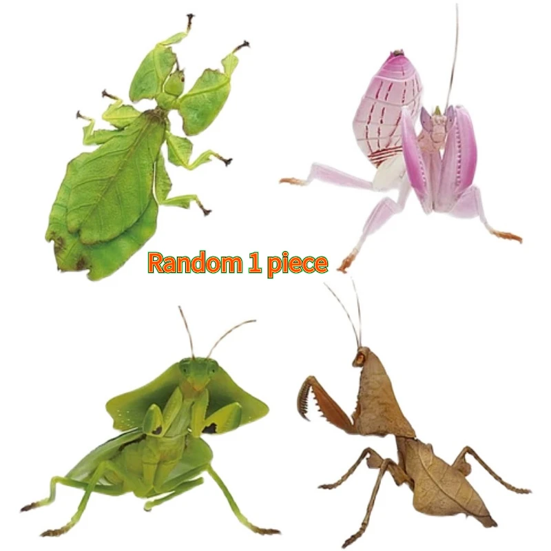 Walking Stick Life Cycle