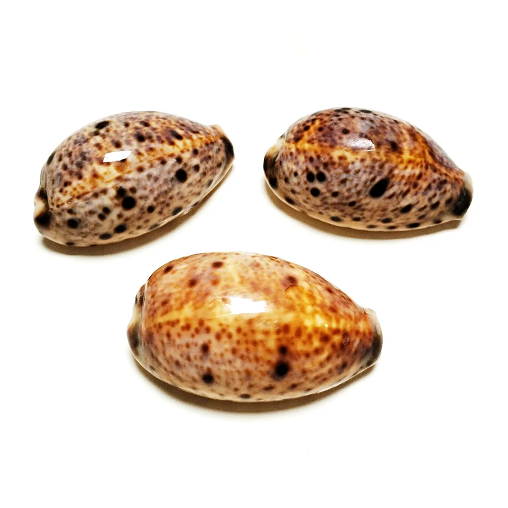 3-PCS-Lynx-Cowry-Shells-Natural-Eyed-Lyncina-Cowrie-Seashell-For ...