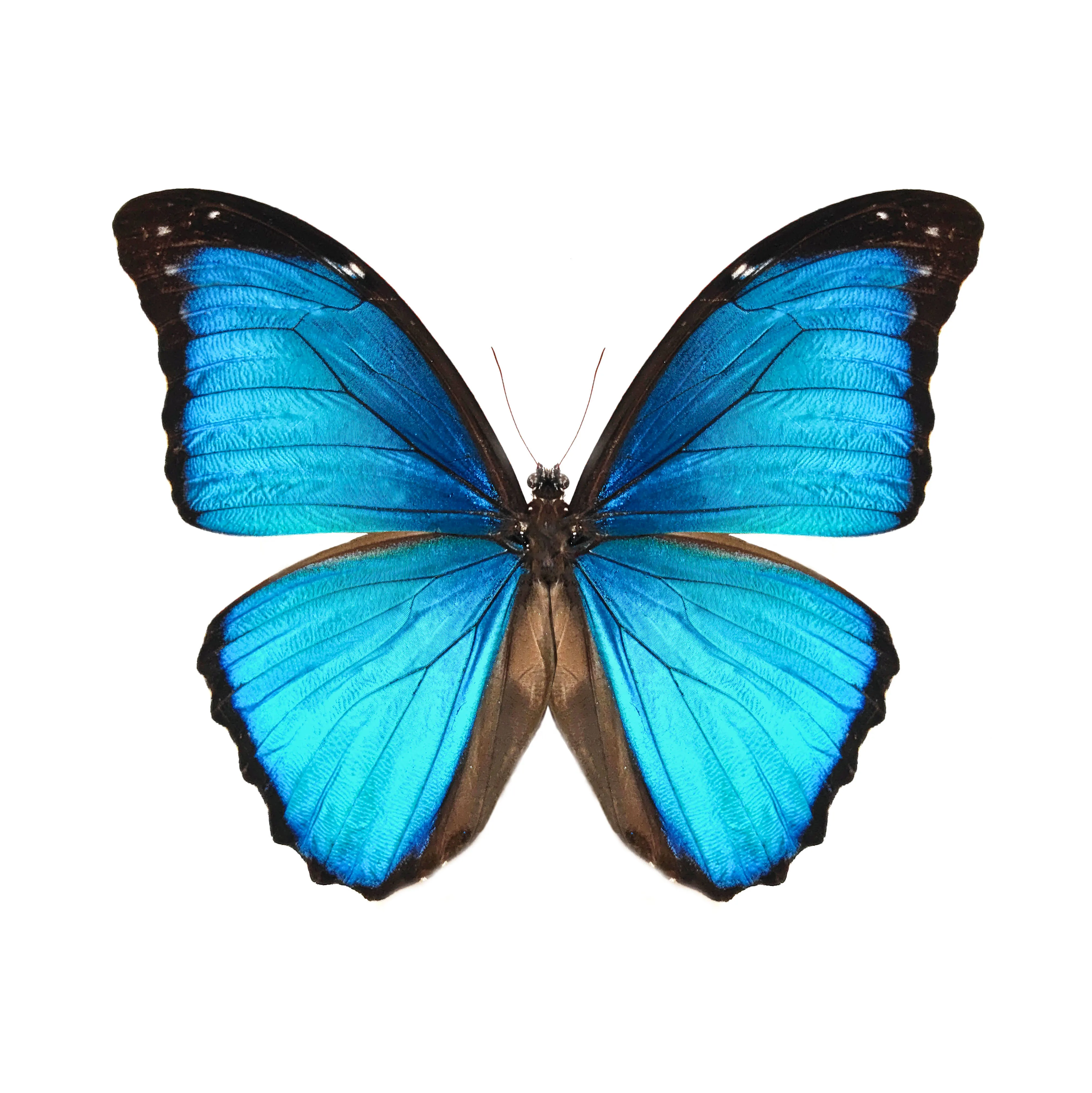 Morpho-Menelaus-Occidentalis-Moroho-Didius-Real-Butterfly-Specimens ...
