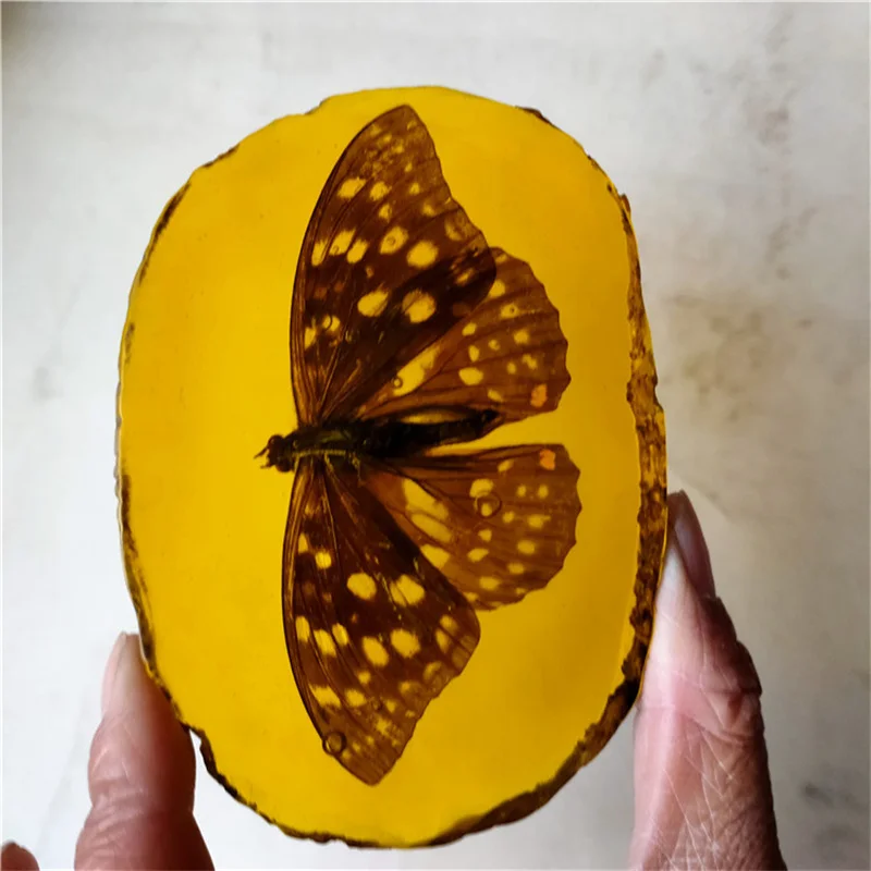 Butterfly Amber Fossils