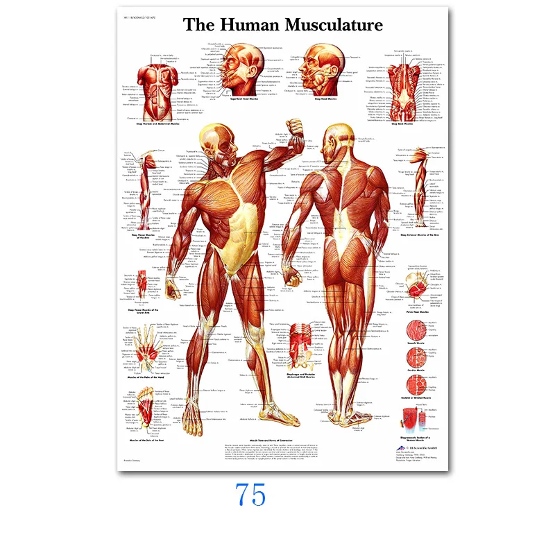 Diagrama Do Sistema Muscular Humano Mapas Mentais Sobre MUSCULOS