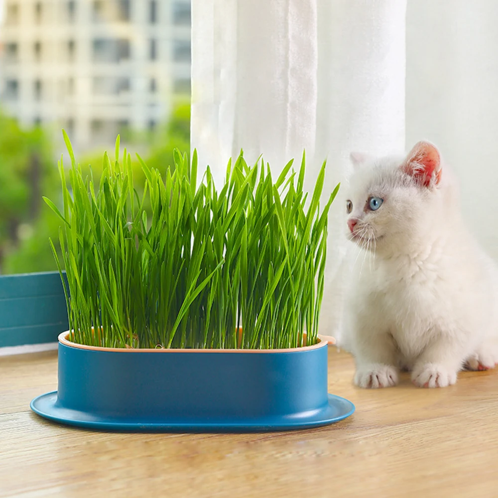 New Pet Cat Sprout Dish Growing Pot Hydroponic Plant Cat Grass ...