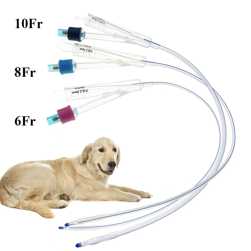 What You Need to Know About Normal Foley Catheter Size for Veterinary ...