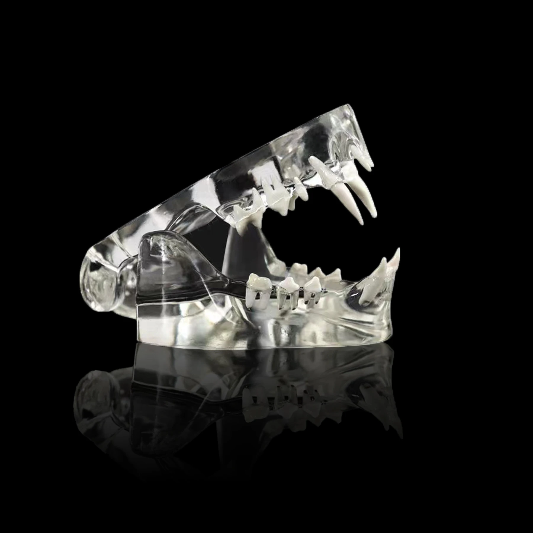 Clear Cat Teeth Anatomical Model Dental Animals Oral Tooth Jaw For ...