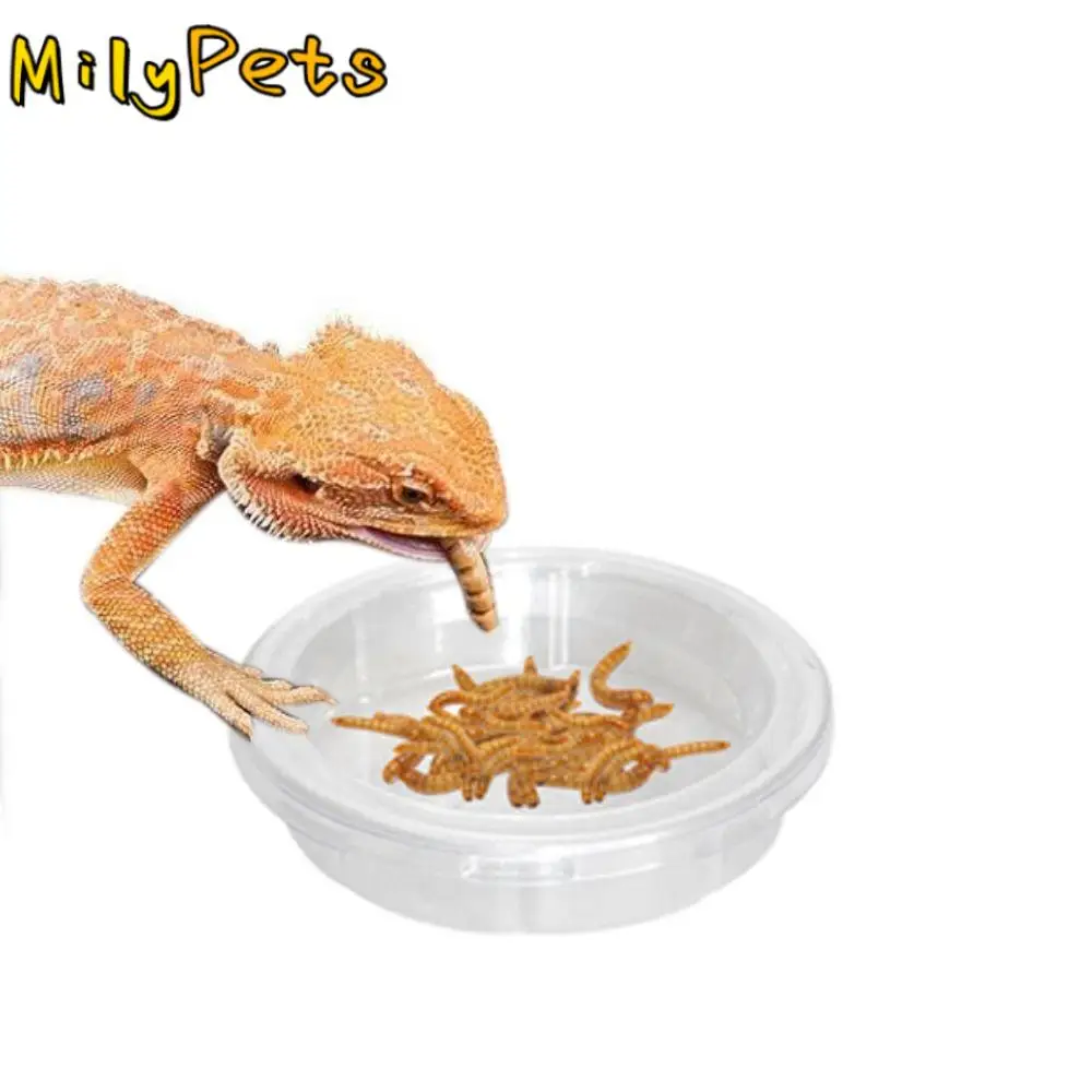 5pcs Practical Transparent Lizard Food Bowl Plastic Round Reptile ...