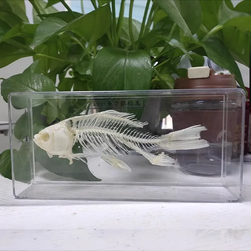 Fish-Skeleton-Specimens-Fish-Skeleton-True-Bone-Splicing-Model-Teaching ...
