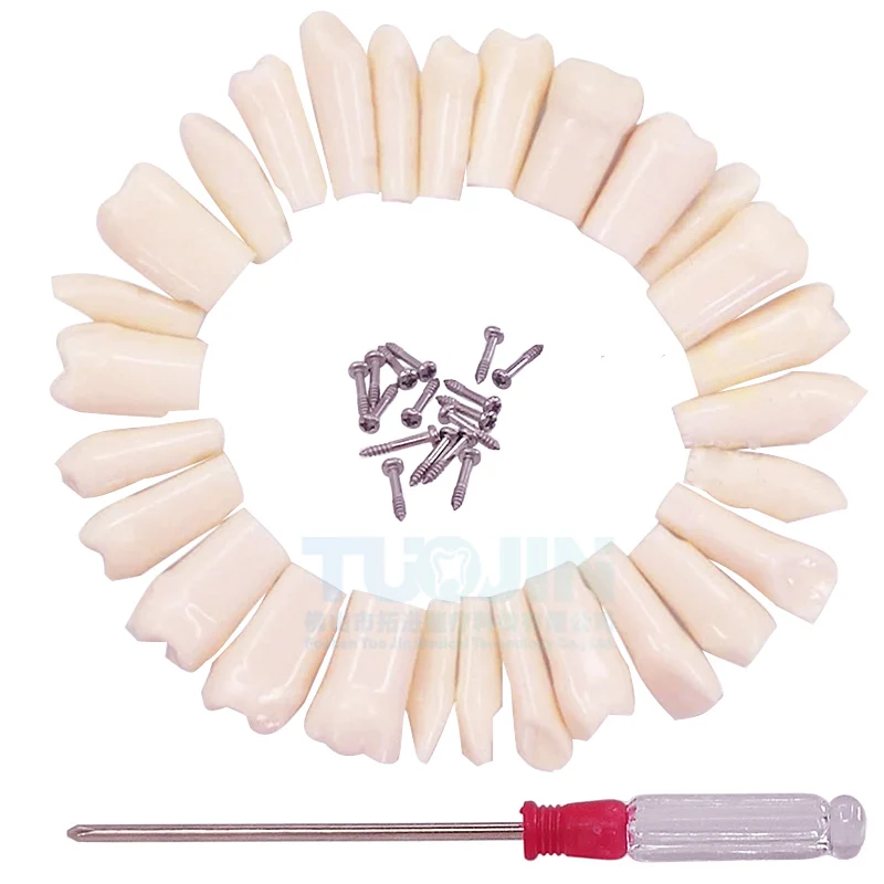 1Set-28PCS-Dental-Resin-Teeth-Typodont-Model-Plastic-Replacement-Teeth ...