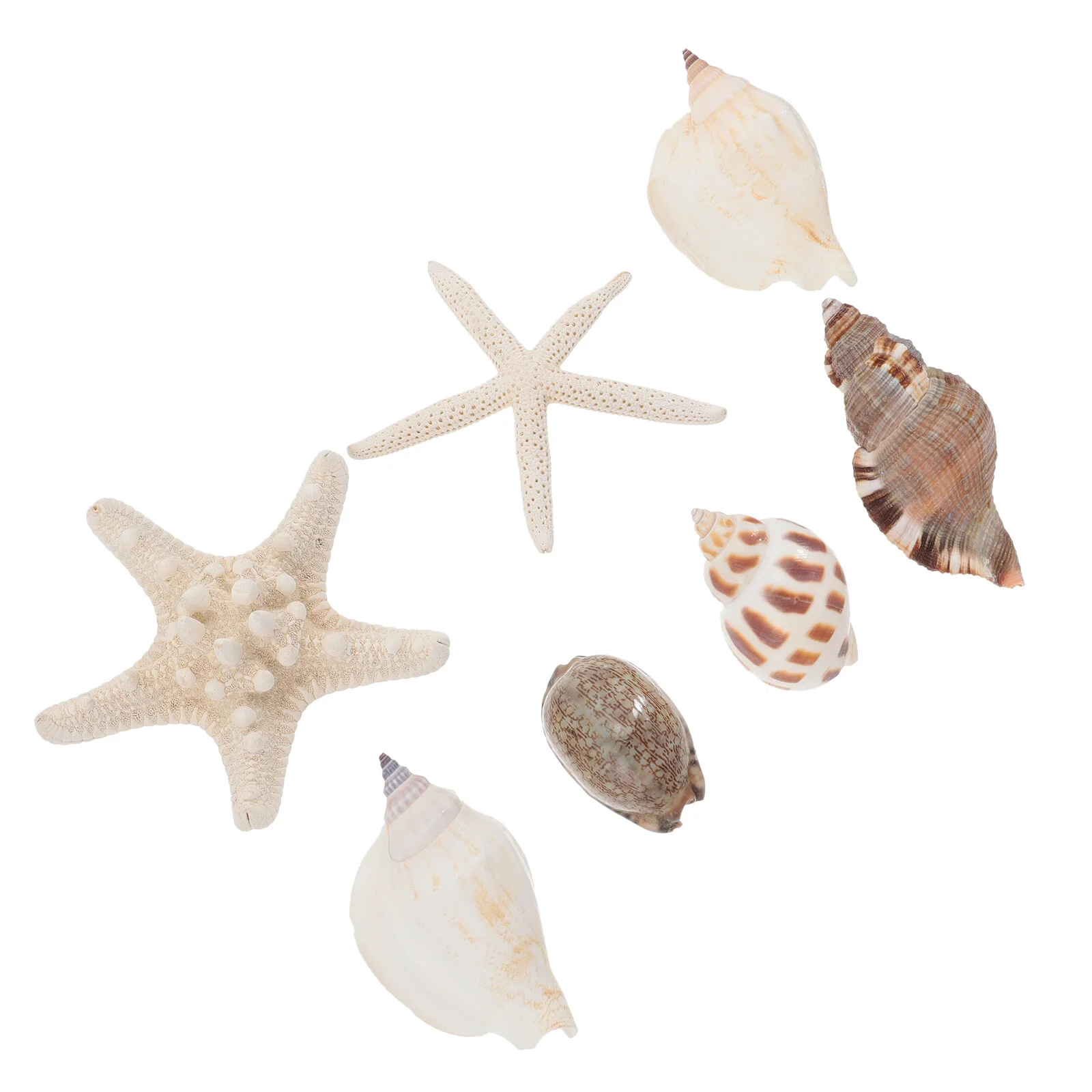 Bulletin Board Ideas Sea Shell