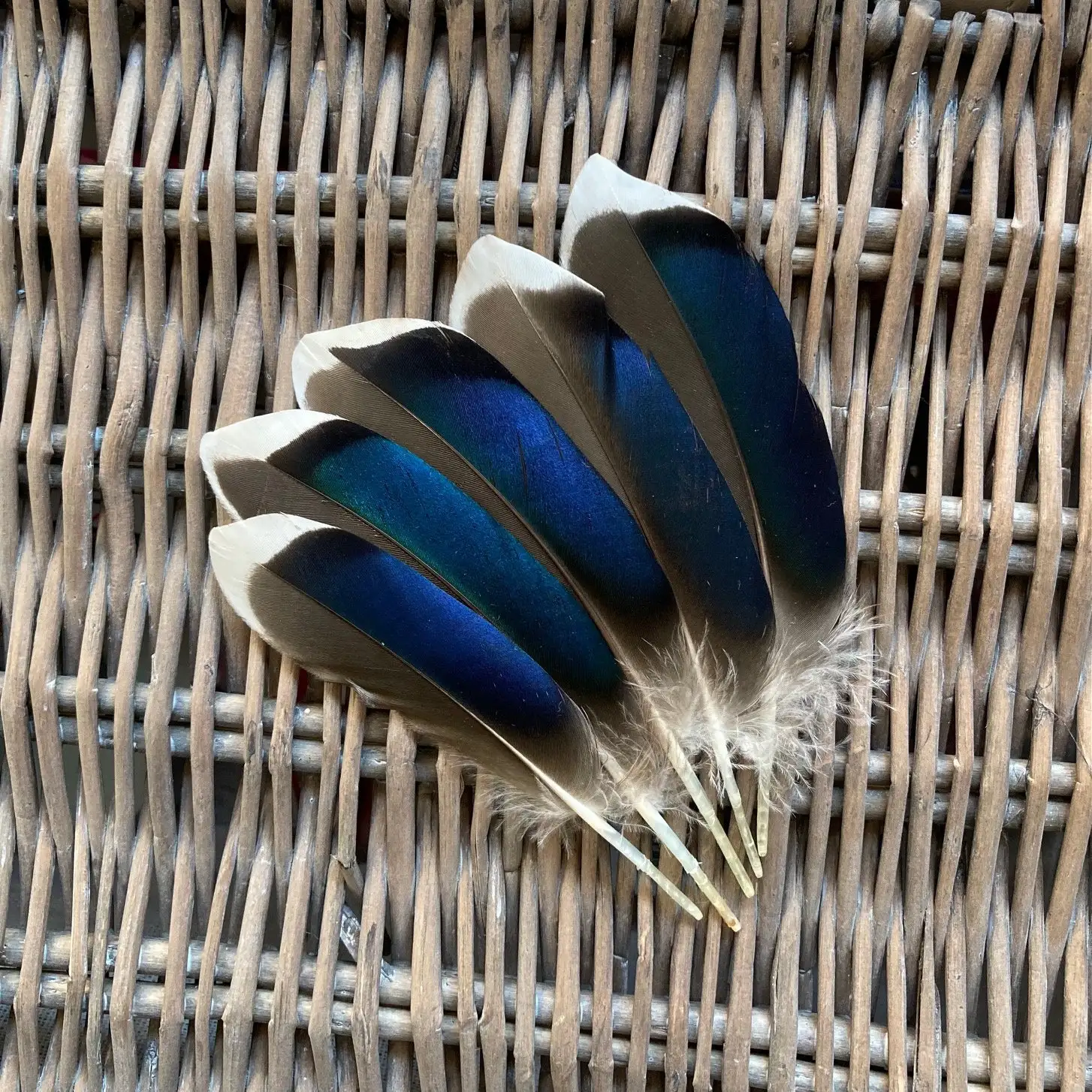Mallard Feather