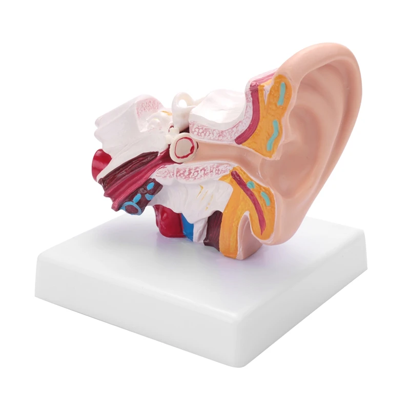 LBER-1-5-kez-insan-kula-anatomisi-modeli-merkezi-ve-d-kulak-organlar-n ...