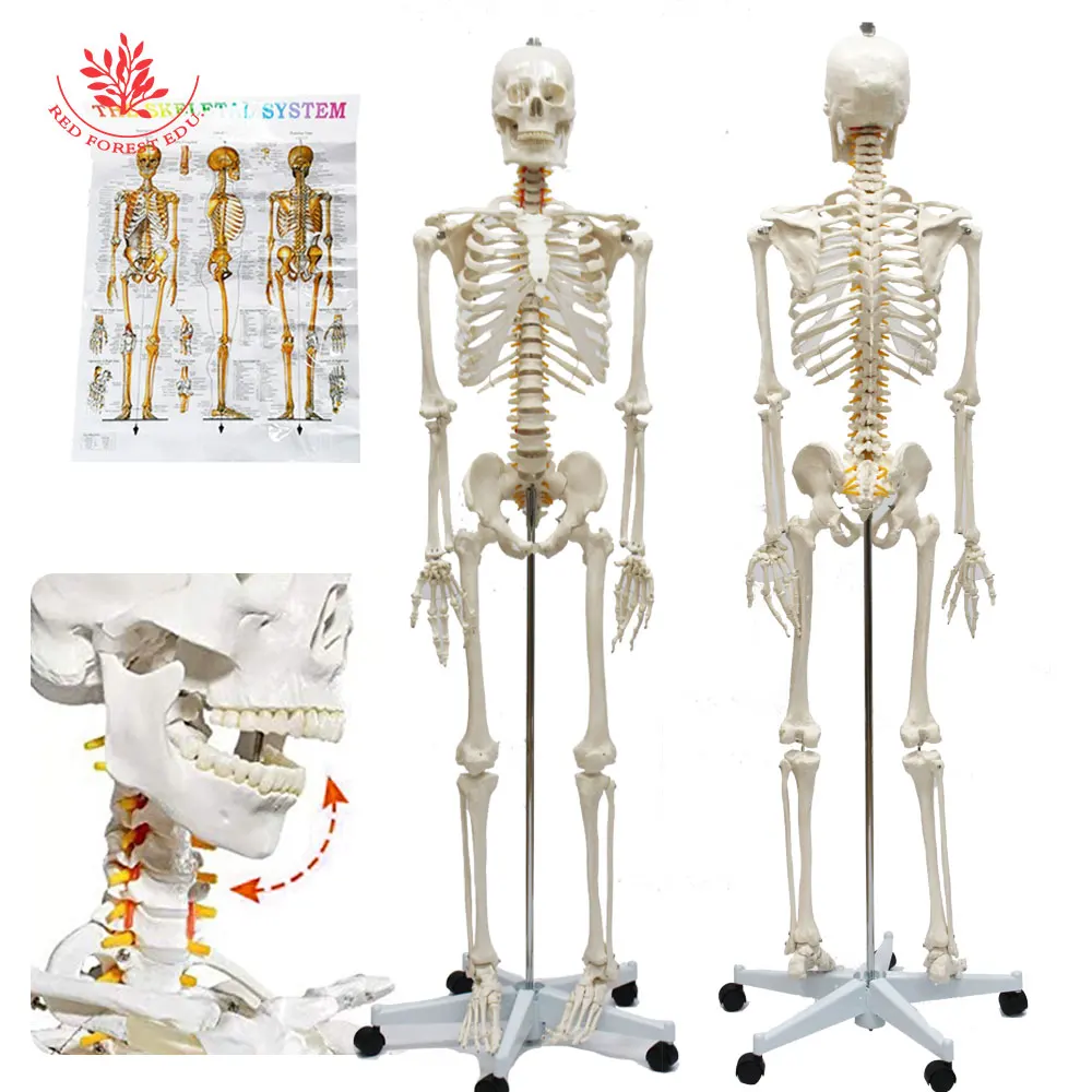 FRT001-Anatomy-Model-Life-Size-Human-Skeleton-180cm-PVC-Material-White ...