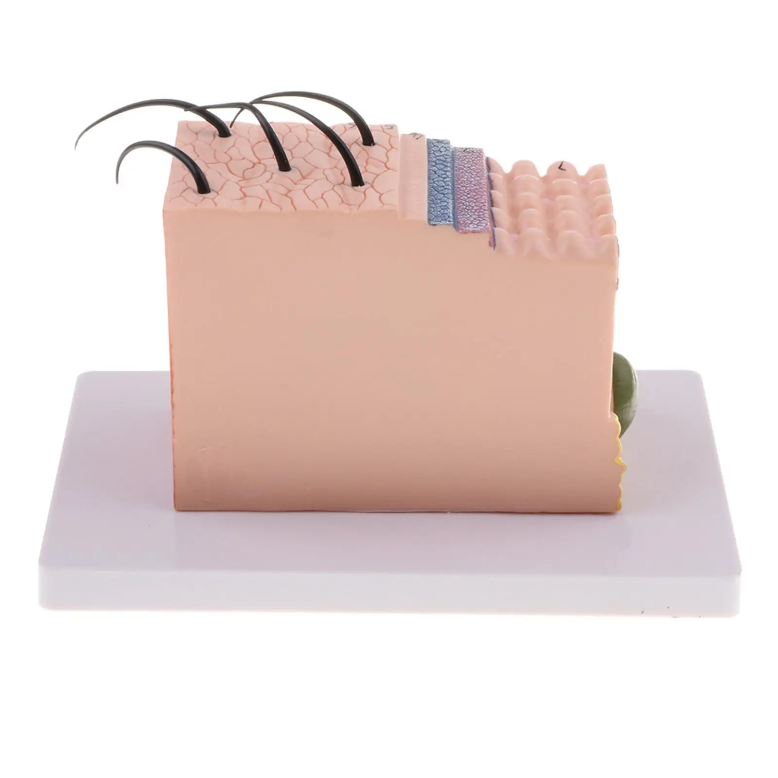 Magnify-35X-Human-Anatomical-Skin-Texture-Subcutaneous-Tissue ...