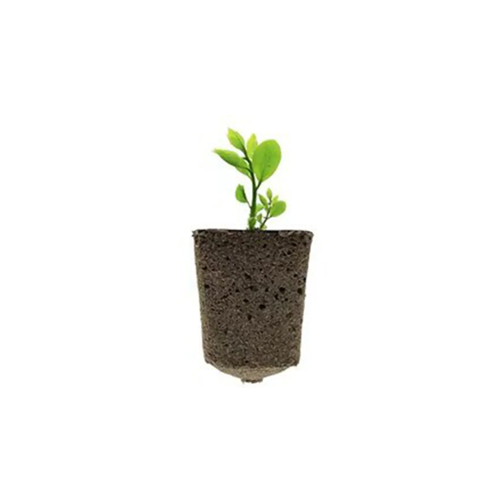 10-30pcs-Hydroponic-Plant-Grow-Sponges-Coal-Putty-Sponge-Garden ...