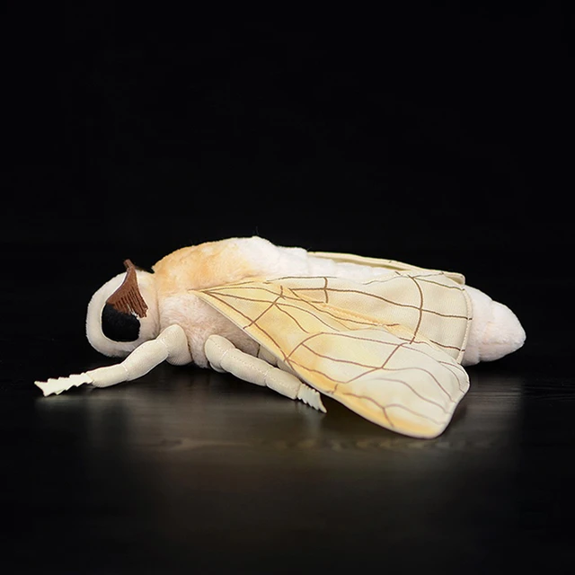 Cute Silkworm Moth